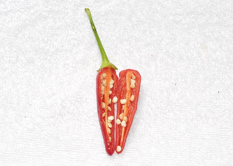 Super Chili Pepper Seeds Pack of 10 - Etsy