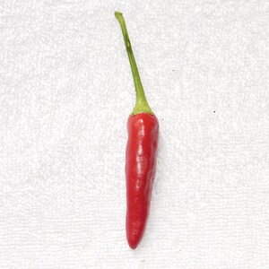Super Chili Pepper Seeds - Pack of 10 - Etsy