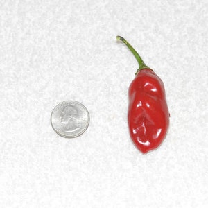 Flying Monkeys Pepper Seeds - Etsy