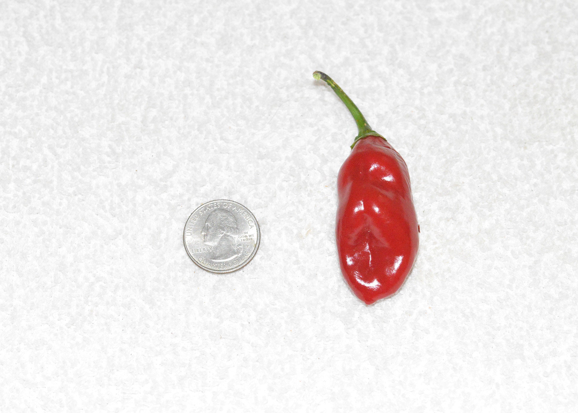Flying Monkeys Pepper Seeds - Etsy