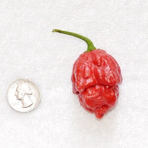 Apocalypse Scorpion Pepper Seeds - 10 Seed Pack - Etsy