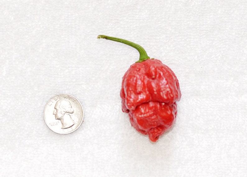 Apocalypse Scorpion Pepper Seeds - 10 Seed Pack - Etsy