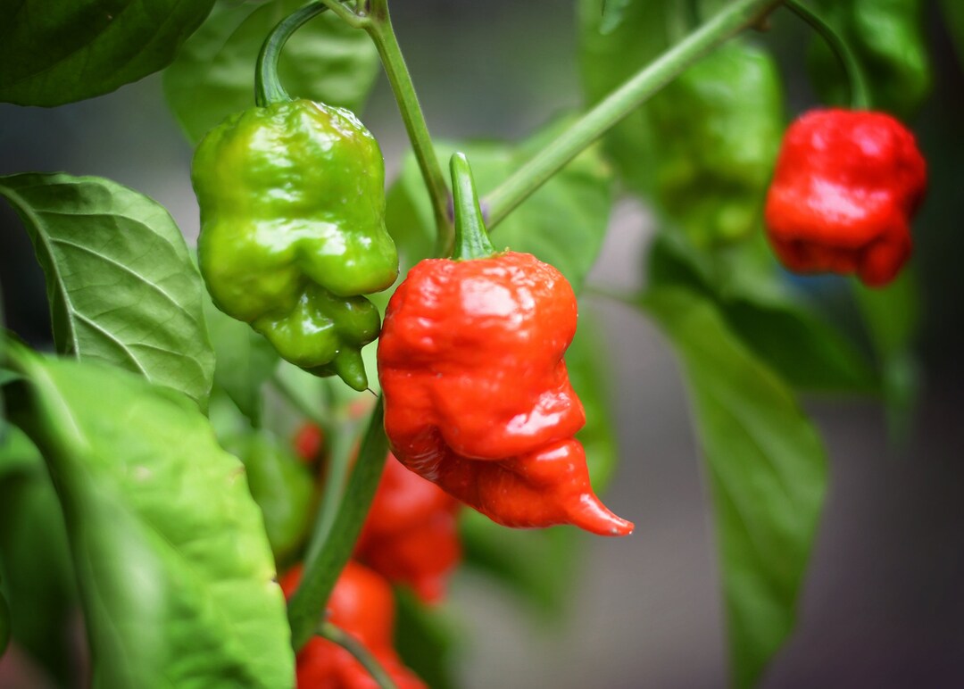 Reaper X B.O.C. Pepper Seeds - Pack of 10 - Etsy