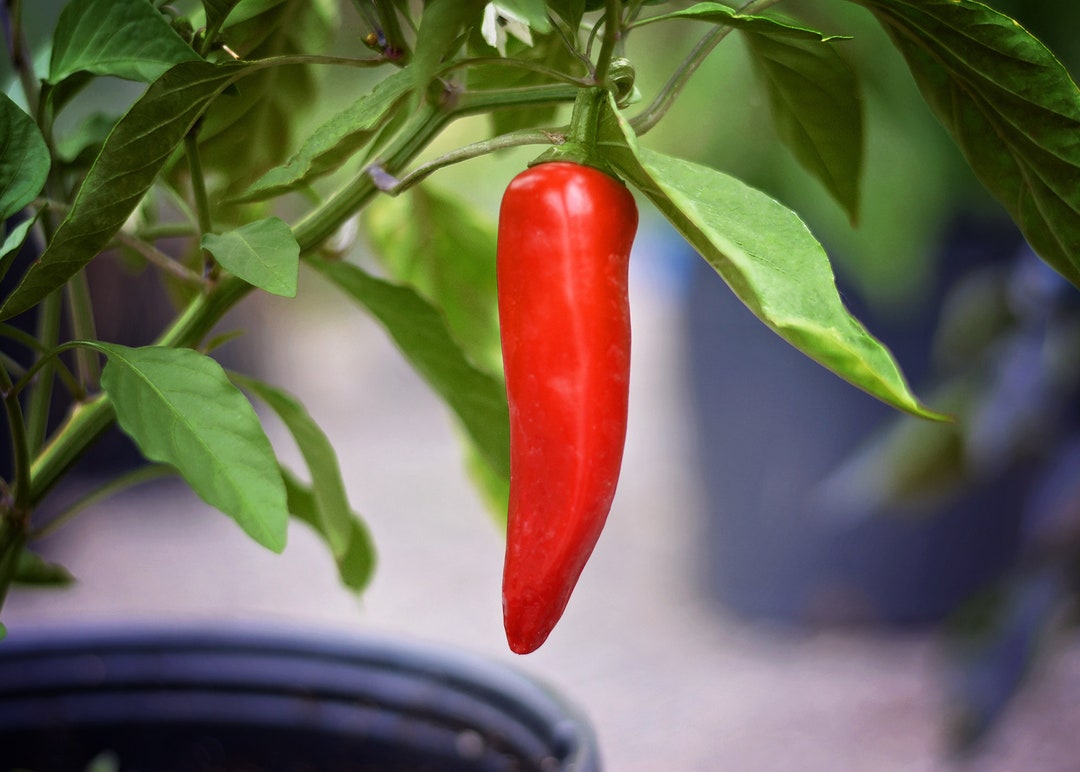 Inferno Pepper Seeds - Etsy