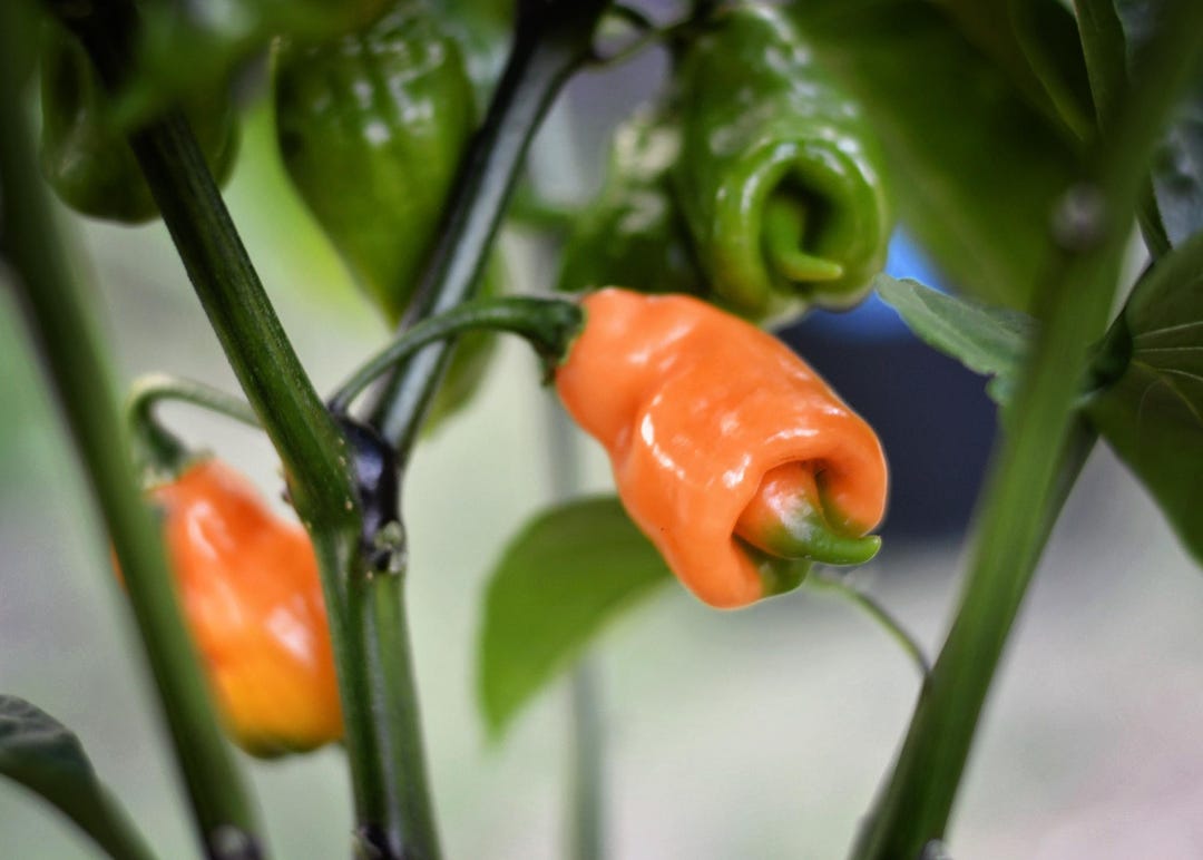 Sugar Rush X Mango Pepper Seeds - Etsy
