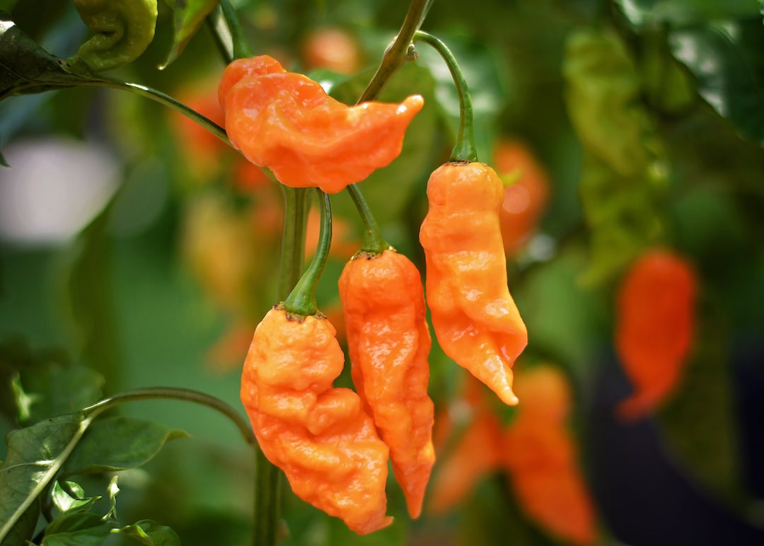 Super Bhut Jolokia Orange Pepper Seeds - Pack of 10 Seeds - Etsy