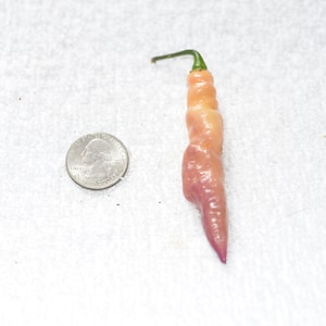 Pink Tiger Pepper Seeds - Pack of 10 - Etsy