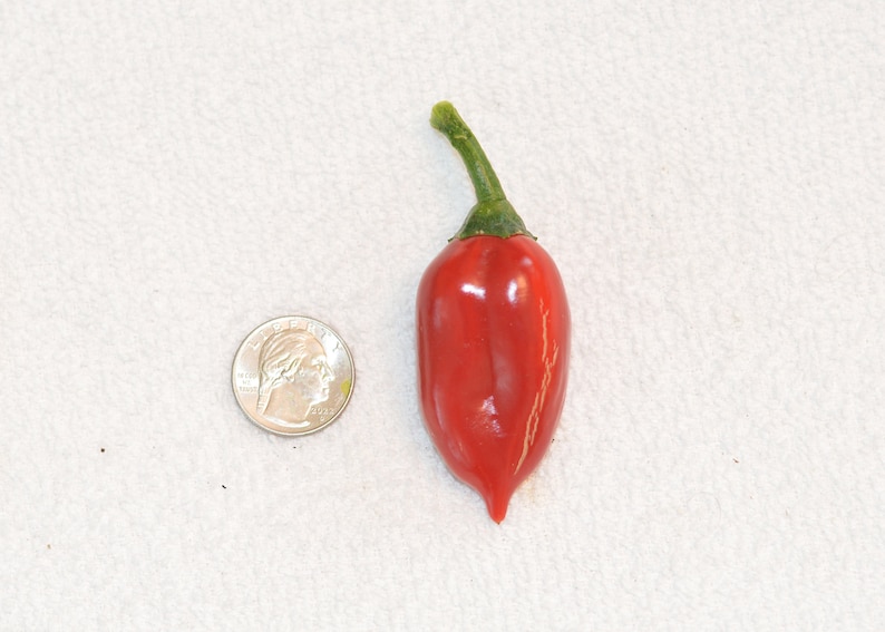Knight's Arch Angel Pepper Seeds - Etsy