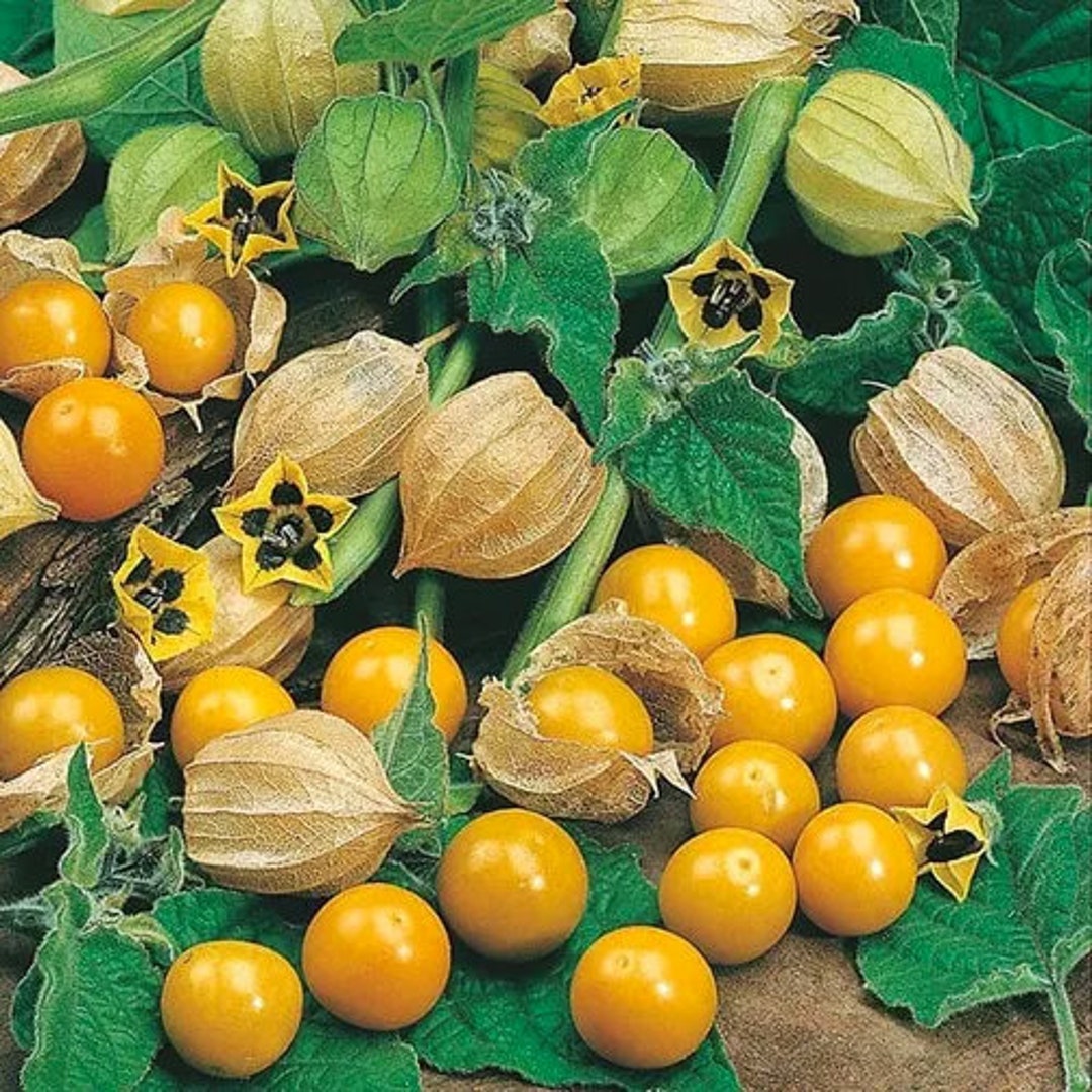 Golden Berry (inca Berry) Seeds - Etsy