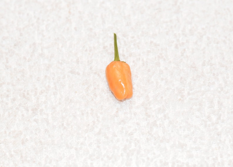 Peach Teeth Pepper Seeds - Etsy