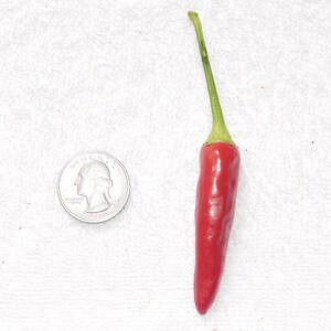 Super Chili Pepper Seeds - Pack of 10 - Etsy