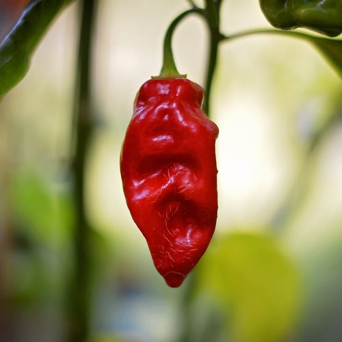 Apple Crisp Pepper Seeds Pack of 10 - Etsy