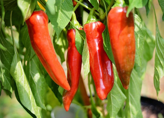 Big Jim Pepper Seeds 10 Seed Pack - Etsy