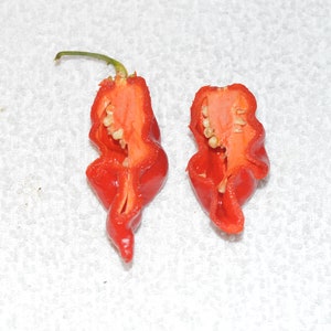 SBS Demon Pepper Seeds - Pack of 10 - Etsy