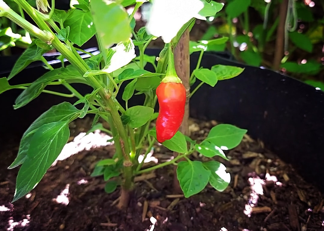 Aji Strawberry Drop Pepper Seeds - Etsy