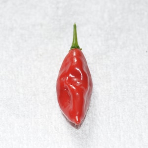 Hot Paper Lantern Pepper Seeds - Pack of 10 - Etsy