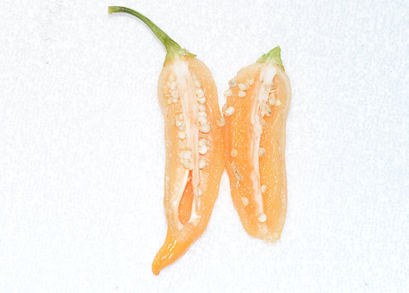 Sugar Rush Peach Pepper Seeds - 10 Seed Pack - Etsy