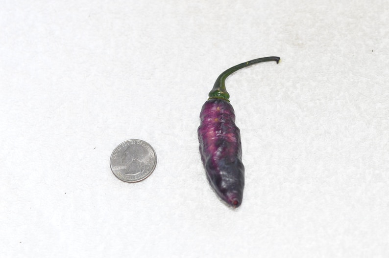 Midnight Bubblegum Pepper Seeds - Pack of 10 - Etsy