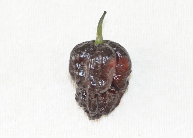 Gothic Gator F3 Pepper Seeds - Etsy