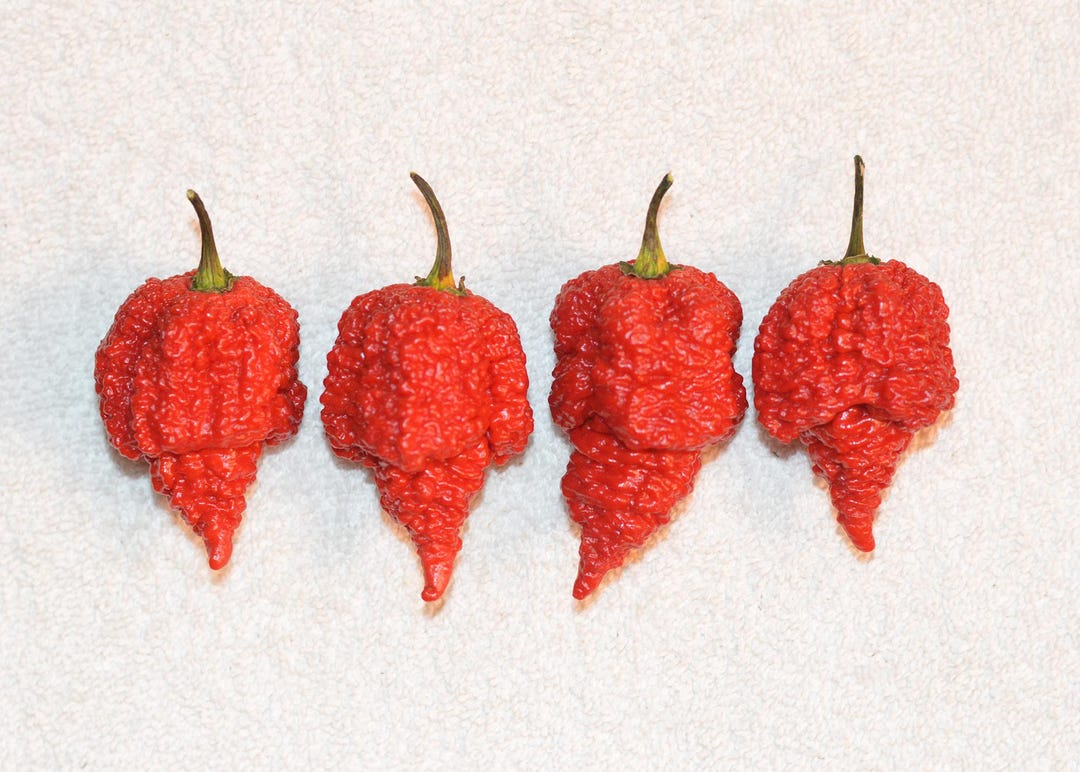 RB003 Pepper Seeds - Etsy