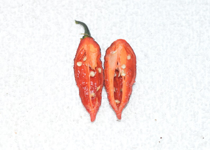Pimenta Leopard Pepper Seeds Pack of 10 - Etsy