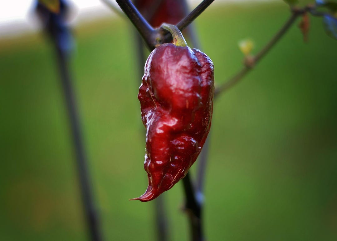Fox Purple Ghost Gnarly Ruby F5 Pepper Seeds - Etsy