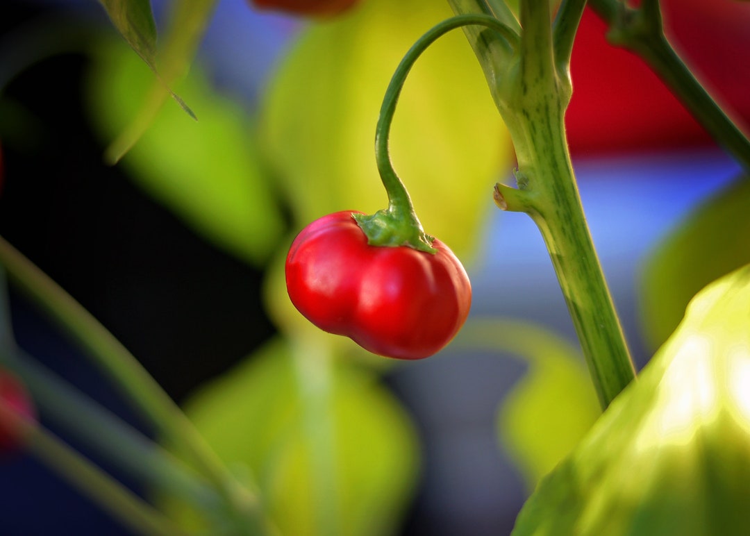 Ethiopian Pepper Tree X Sugar Rush Red Pepper Seeds - Pack of 10 - Etsy