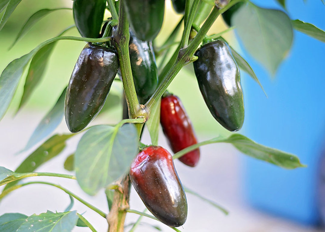 Mucho Nacho Jalapeno Pepper Seeds - 10 Seed Pack - Etsy
