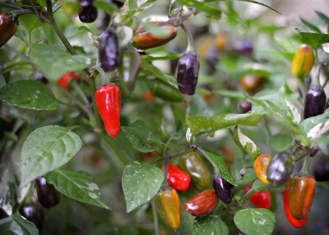 Purple Tiger Pepper Seeds - Pack of 10 - Etsy