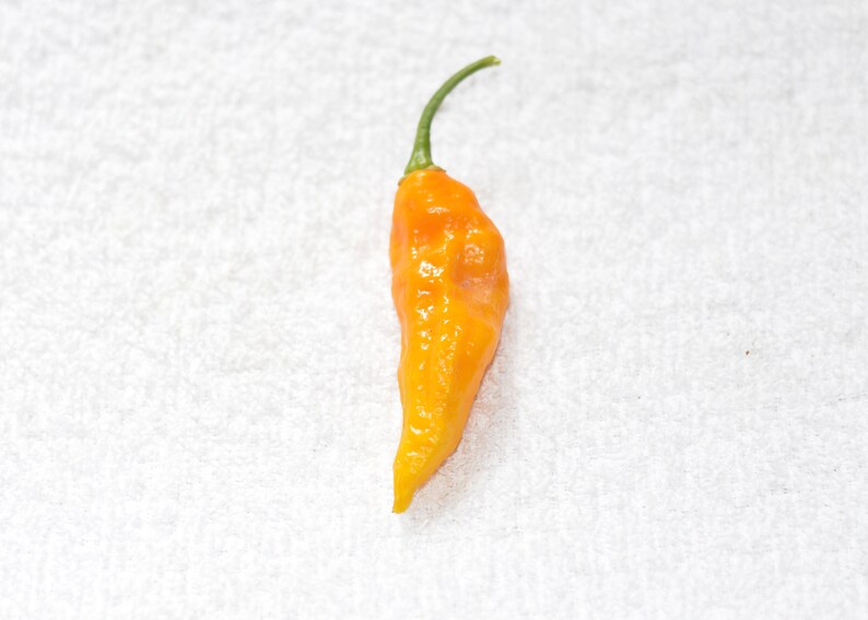 Fatalii Yellow Pepper Seeds - Pack of 10 - Etsy