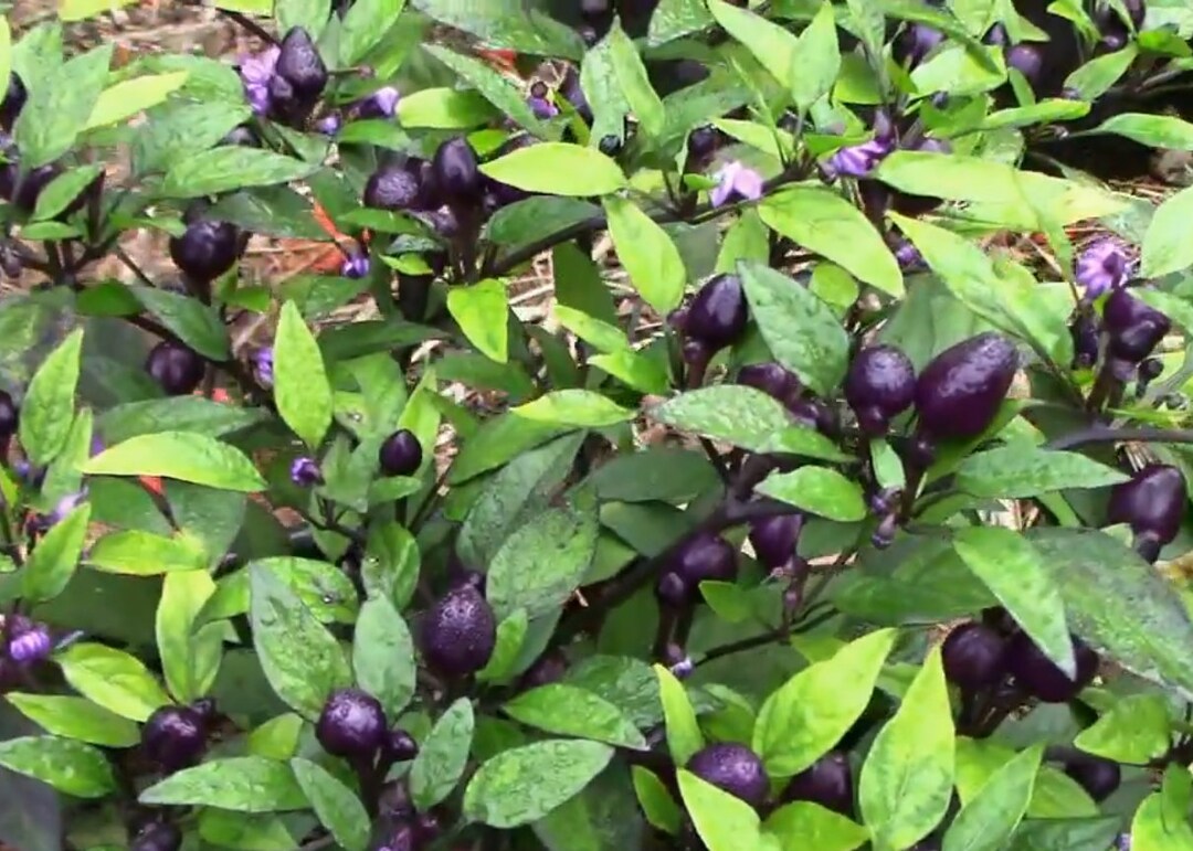 Filius Blue Pepper Seeds - Etsy
