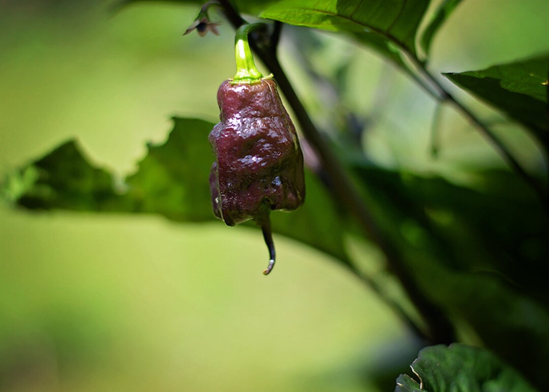 Purple Death Pepper Seeds - Pack of 10 - Etsy