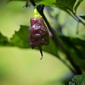 Purple Death Pepper Seeds - Pack of 10 - Etsy