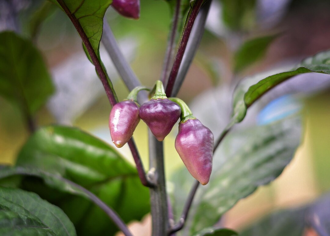 Cherio Roxa X Pimenta De Neyde Pepper Seeds - Etsy
