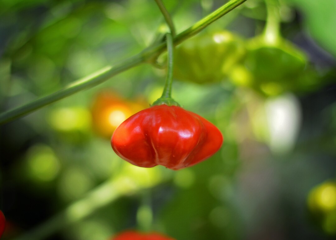Brazilian Starfish Pepper Seeds - Pack of 10 - Etsy