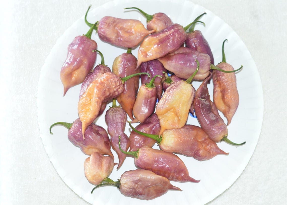 Pink Flamingo F3 Pepper Seeds - Etsy