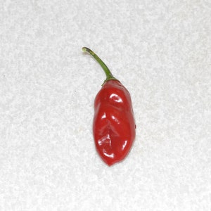 Flying Monkeys Pepper Seeds - Etsy
