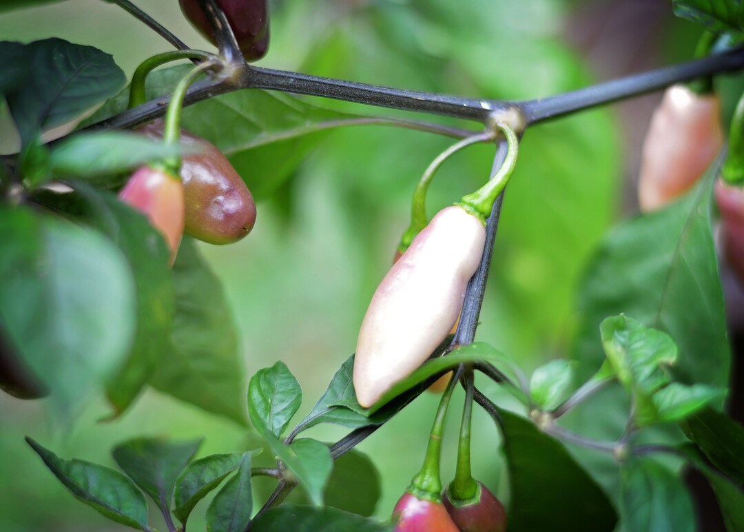Pimenta Lisa Fat Bullet - Pack of 10 Seeds - Etsy