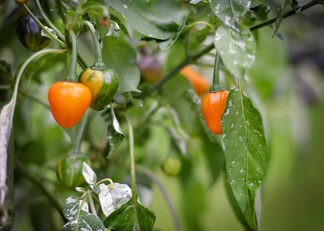 Golden Nugget Pepper Seeds - Etsy