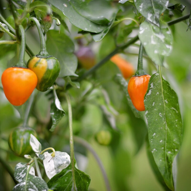 Rare Pepper Seeds - Etsy