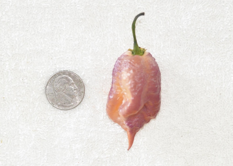 Pink Flamingo F3 Pepper Seeds - Etsy