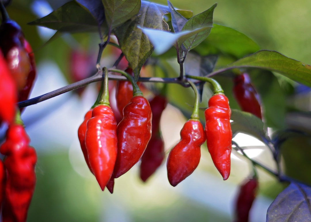 Dragon's Tooth F3 Pepper Seeds - Etsy