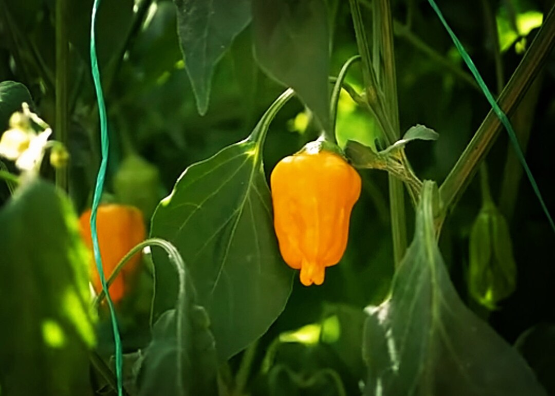 Aji Mango Pepper Seeds - Etsy