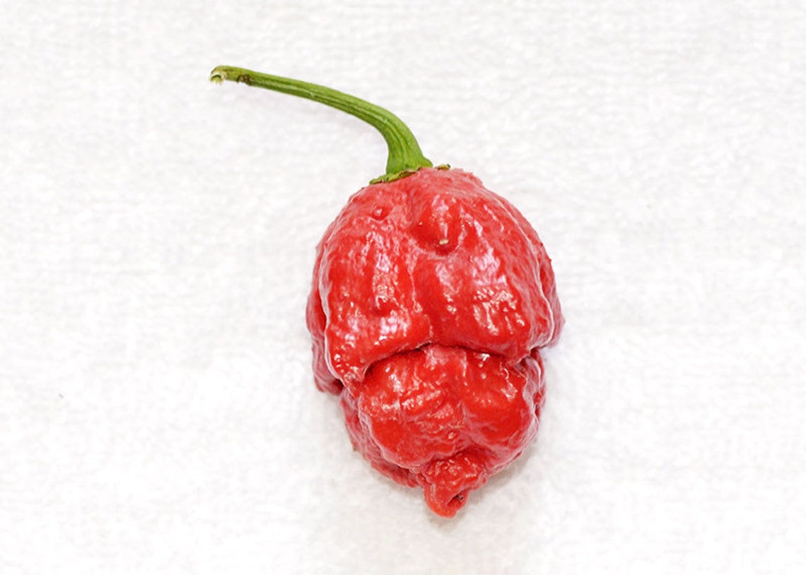 Apocalypse Scorpion Pepper Seeds - 10 Seed Pack - Etsy