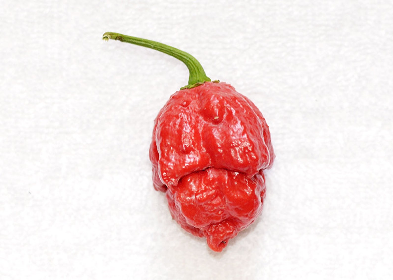 Apocalypse Scorpion Pepper Seeds - 10 Seed Pack - Etsy
