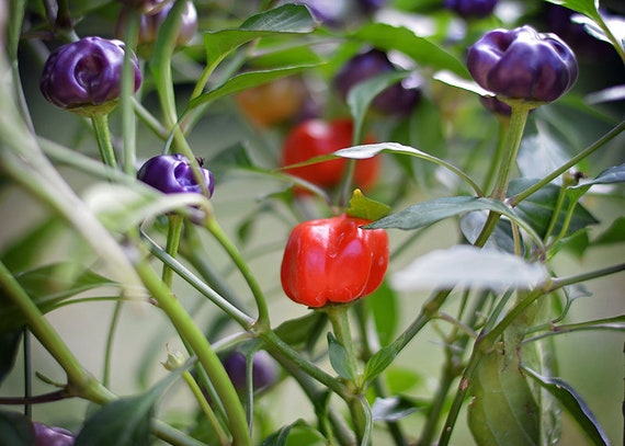 Purple Pumpkin Pepper Seeds Pack of 10 - Etsy