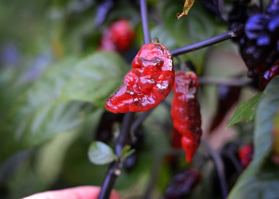 Pimenta Leopard Pepper Seeds - Pack of 10 - Etsy