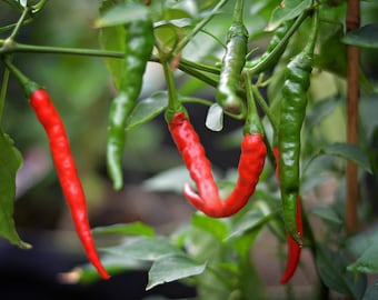 Thai Dragon Pepper Seeds - Etsy