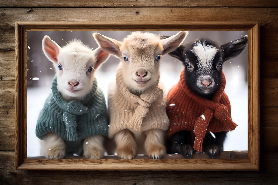 Baby Goat Wall Art, Winter Christmas Decor, Farm Animal Photography ...