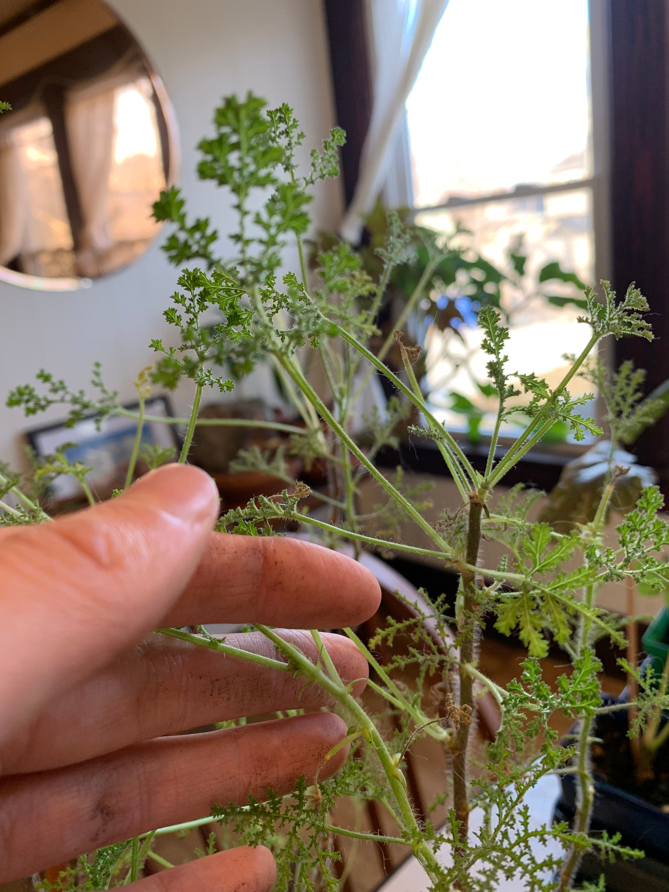 Balsam Scent Geranium fern Form pelargonium Denticulatum filicifolium ...